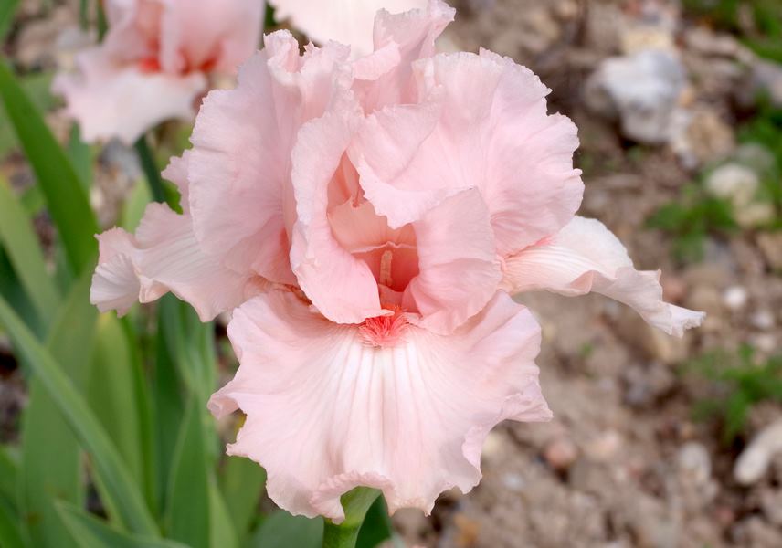 Iris Cayeux