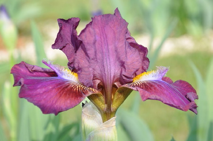 Iris Gestreau